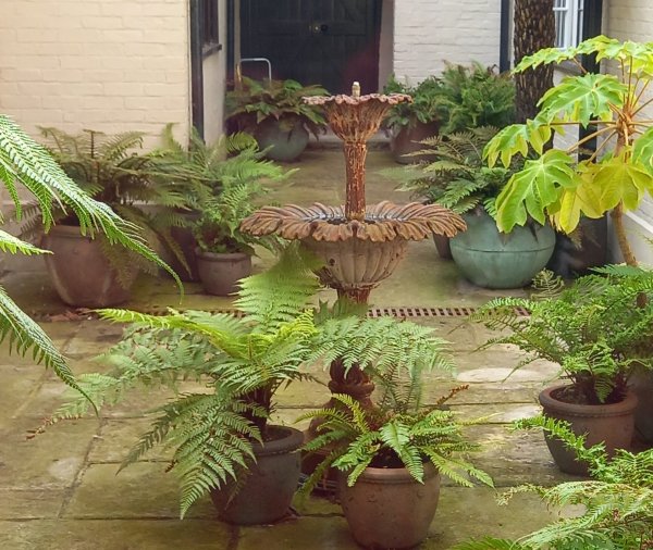 Pteridomania – Fern Fever