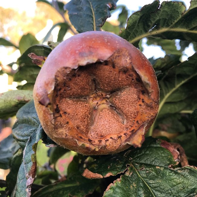 The Medlar Tree